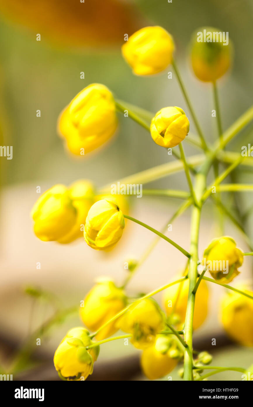 Beautiful flower of cassia fistula amaltas tree hi-res stock ...