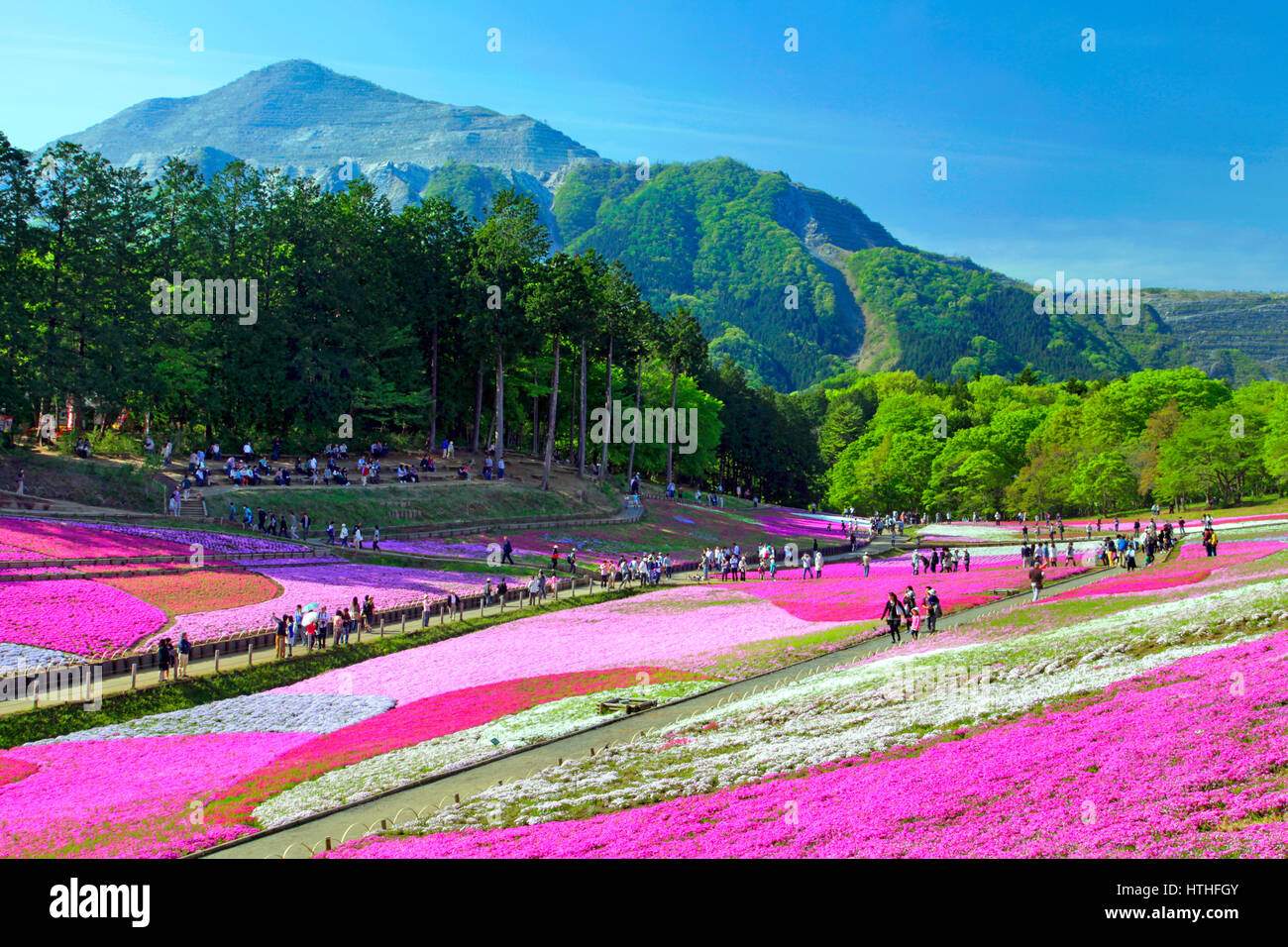 Hitsujiyama Park Shibazakura Hill Chichibu city Saitama Japan Stock ...