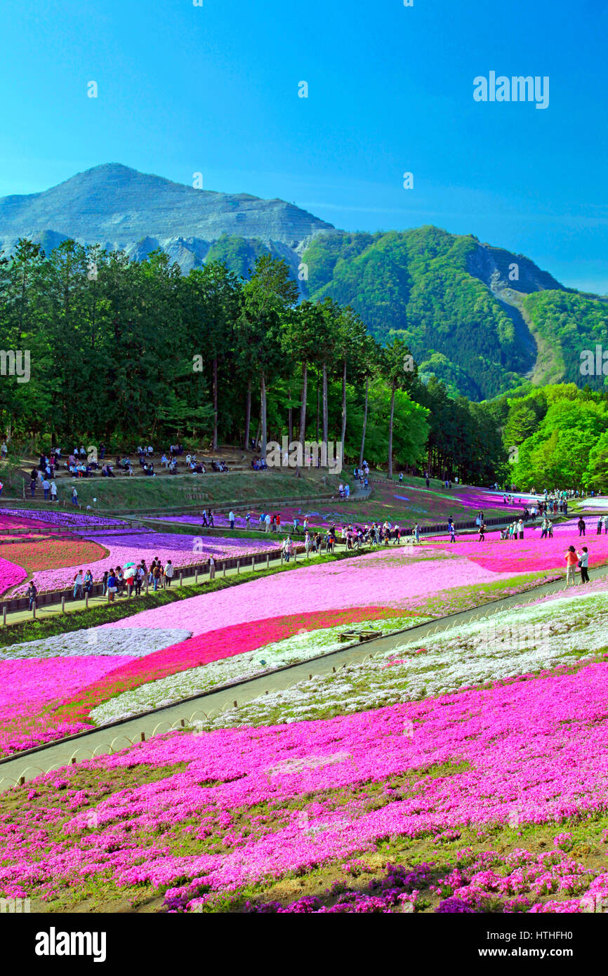 Hitsujiyama Park Shibazakura Hill Chichibu city Saitama Japan Stock ...