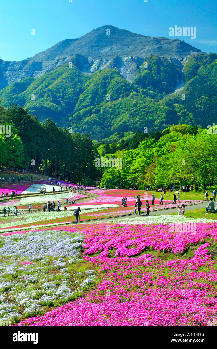 Hitsujiyama Park Shibazakura Hill Chichibu city Saitama Japan Stock ...