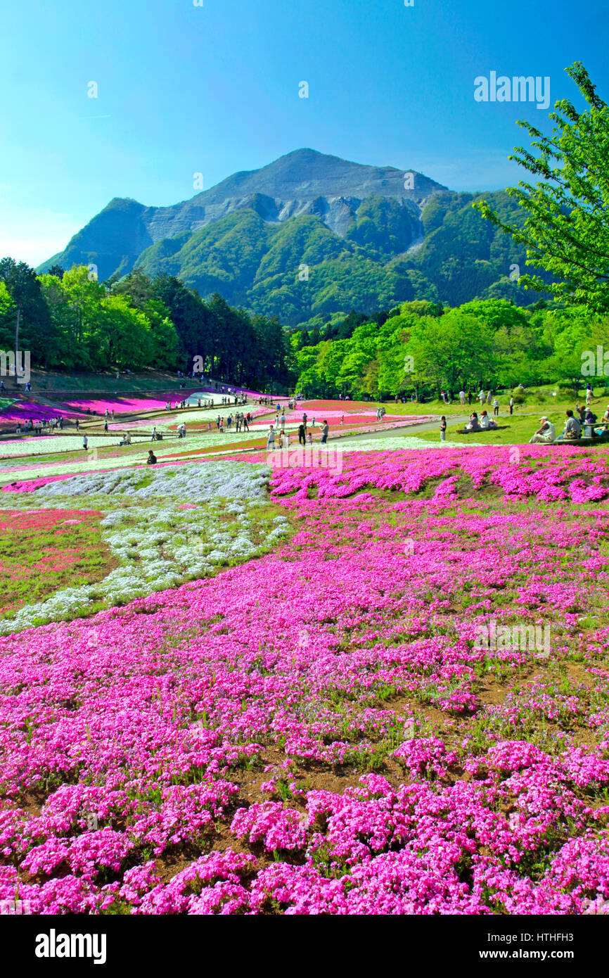 Hitsujiyama Park Shibazakura Hill Chichibu city Saitama Japan Stock ...