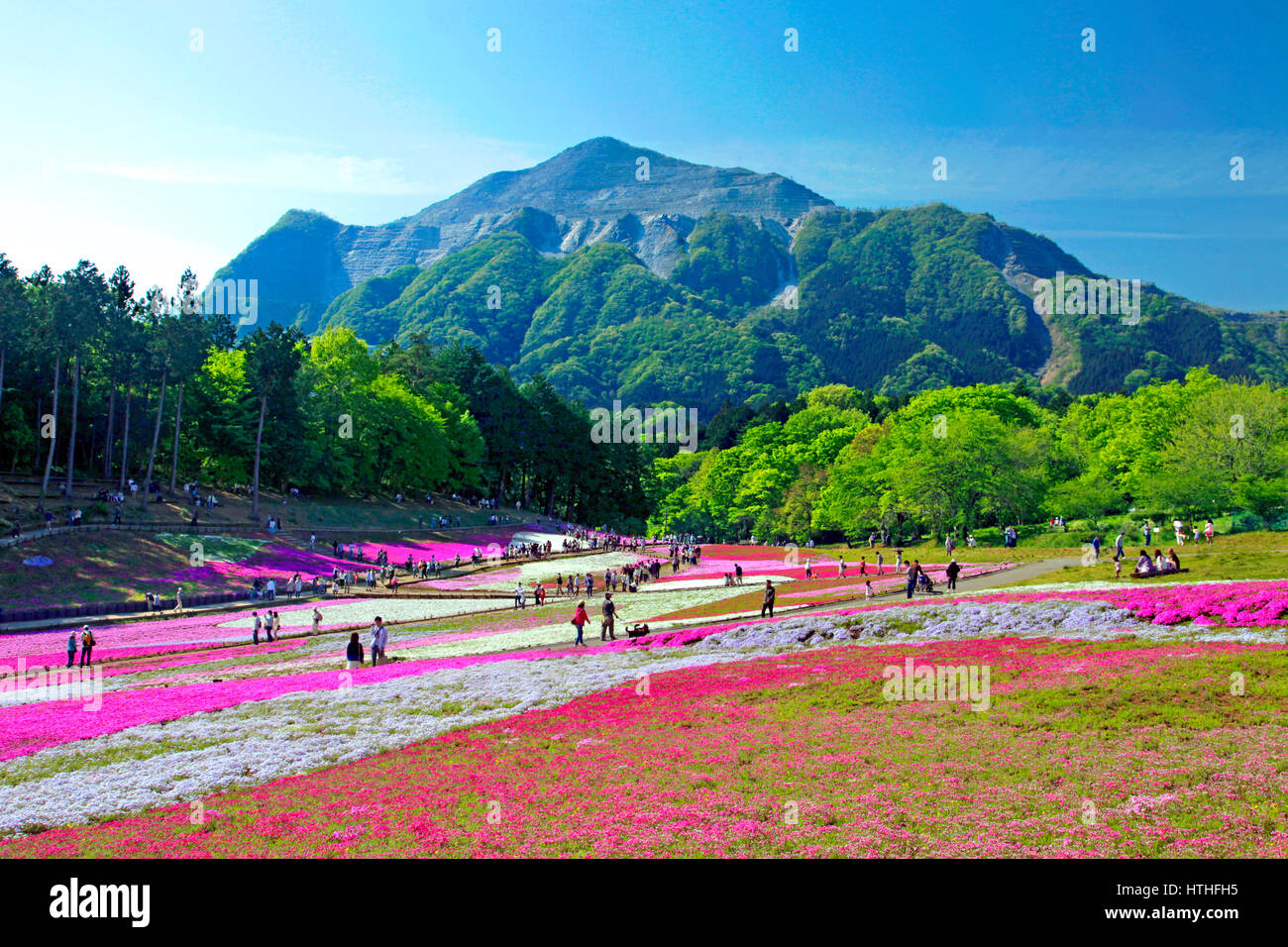 Hitsujiyama park shibazakura hill chichibu hi-res stock photography and images - Alamy