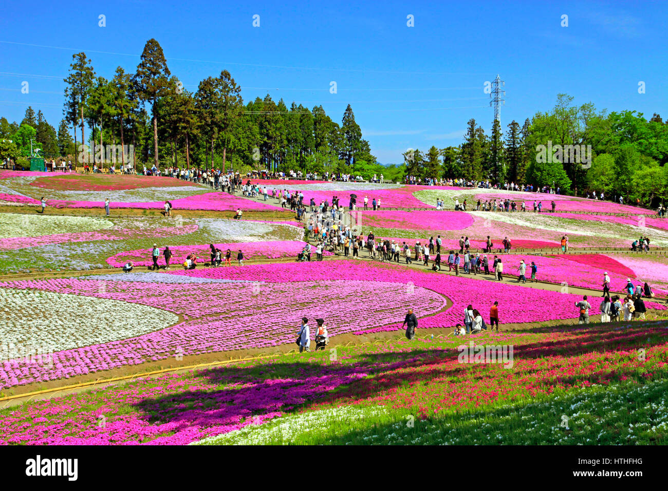 Hitsujiyama Park Shibazakura Hill Chichibu city Saitama Japan Stock ...