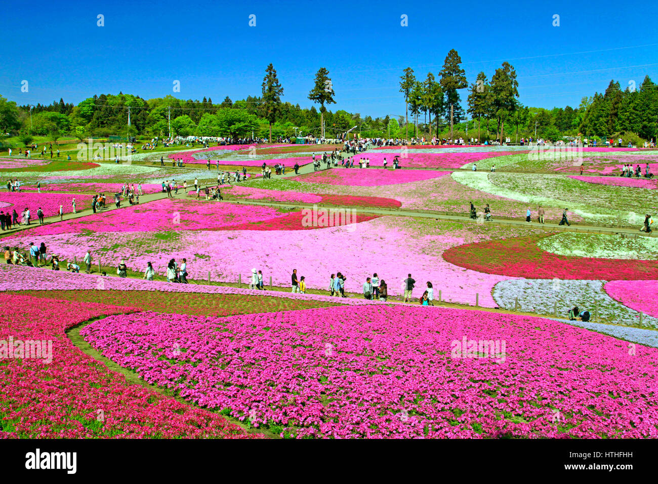 Hitsujiyama Park Shibazakura Hill Chichibu city Saitama Japan Stock ...