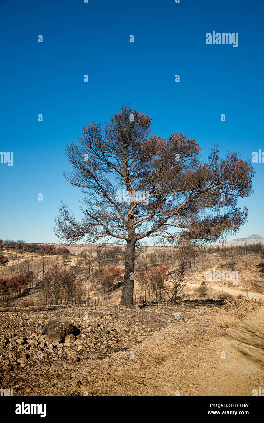 Burnt trees and desolation, aftermath of a severe forest fire Stock ...