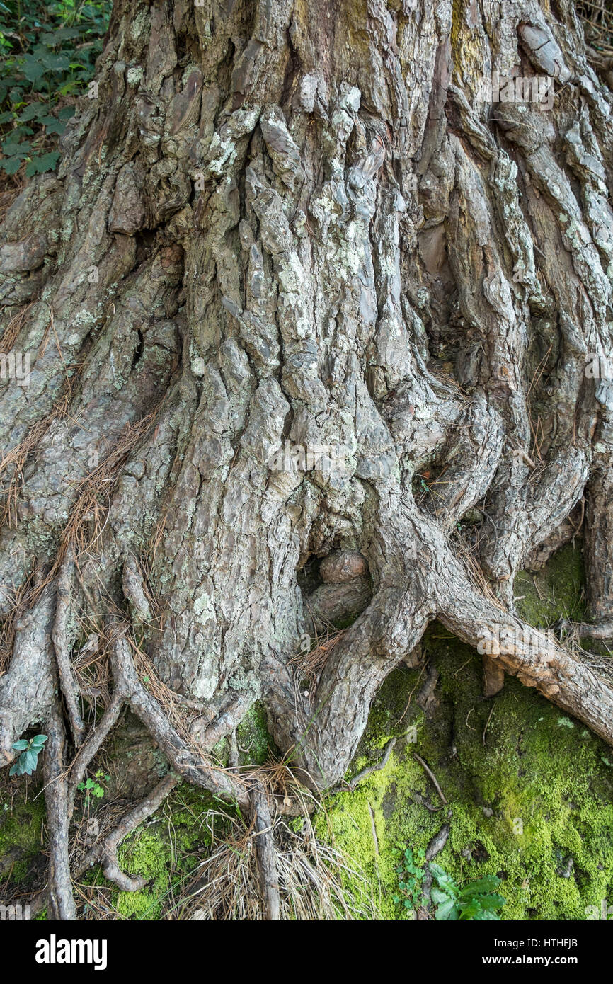 Gnarled and strongly textured tree trunk Stock Photo - Alamy