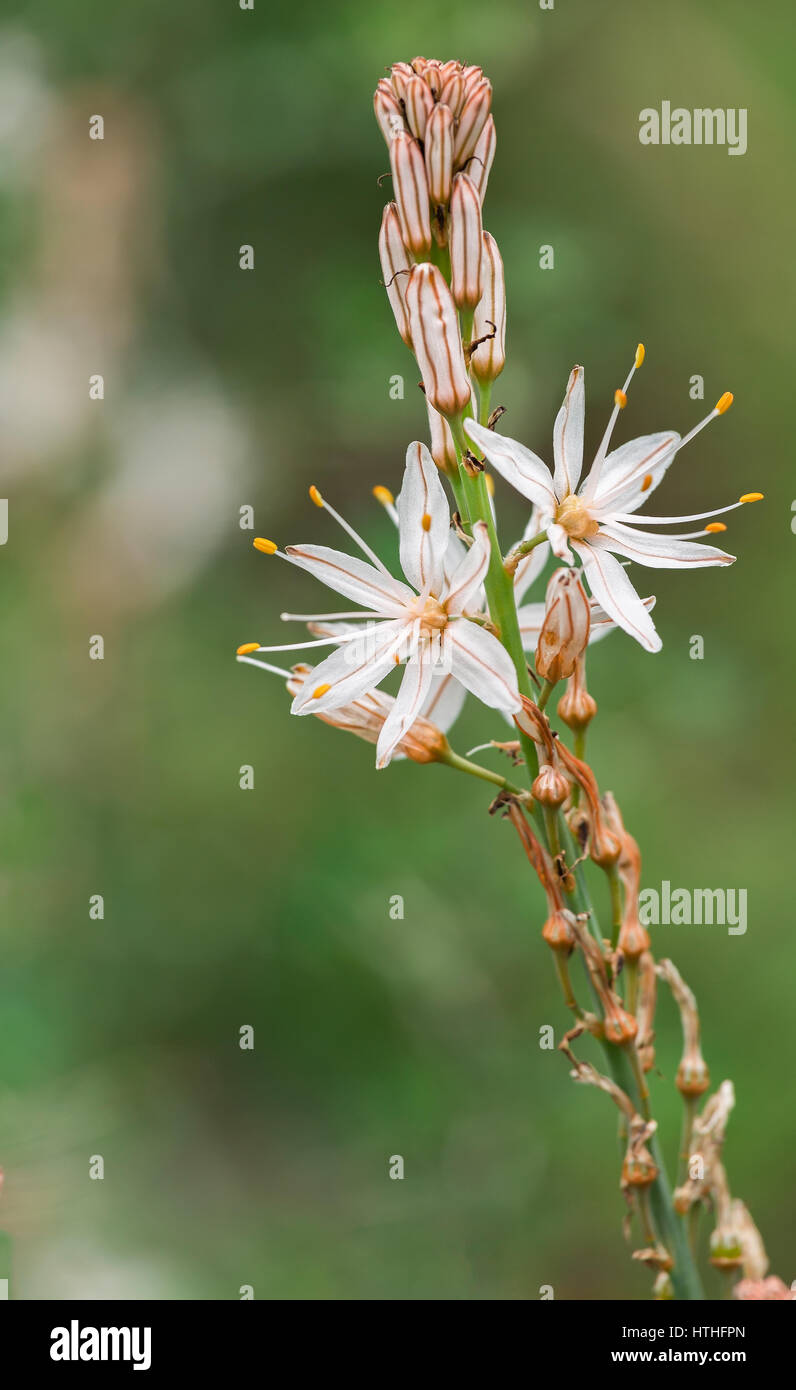 Plant Ligularia Garden Stock Photos & Plant Ligularia Garden Stock ...