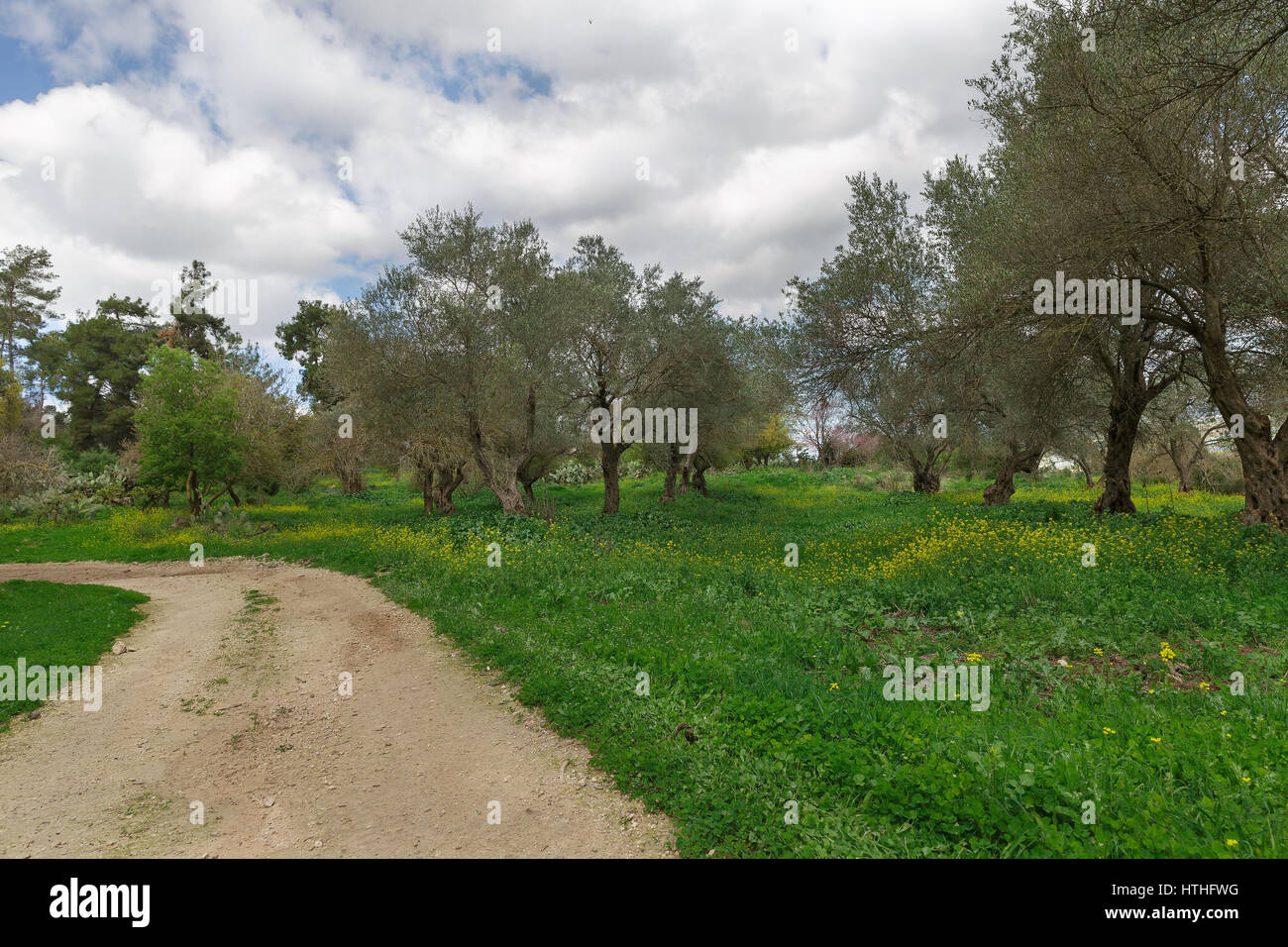 Dirt road among green grass and trees in Israel Stock Photo - Alamy