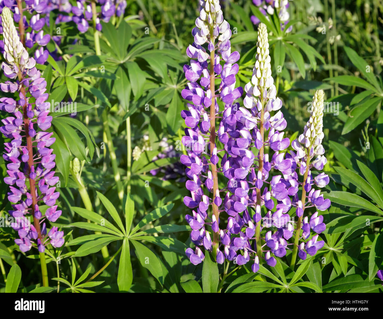 On the field surrounded by green leaves blooms lupine, small flowers ...