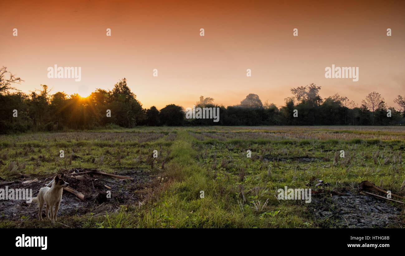 Paddy field at sunset hi-res stock photography and images - Alamy