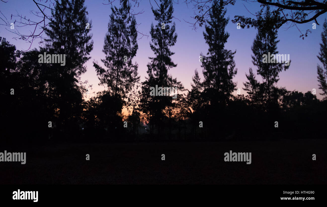 Summer landscape at sunrise. Several trees, pine trees growing in a ...