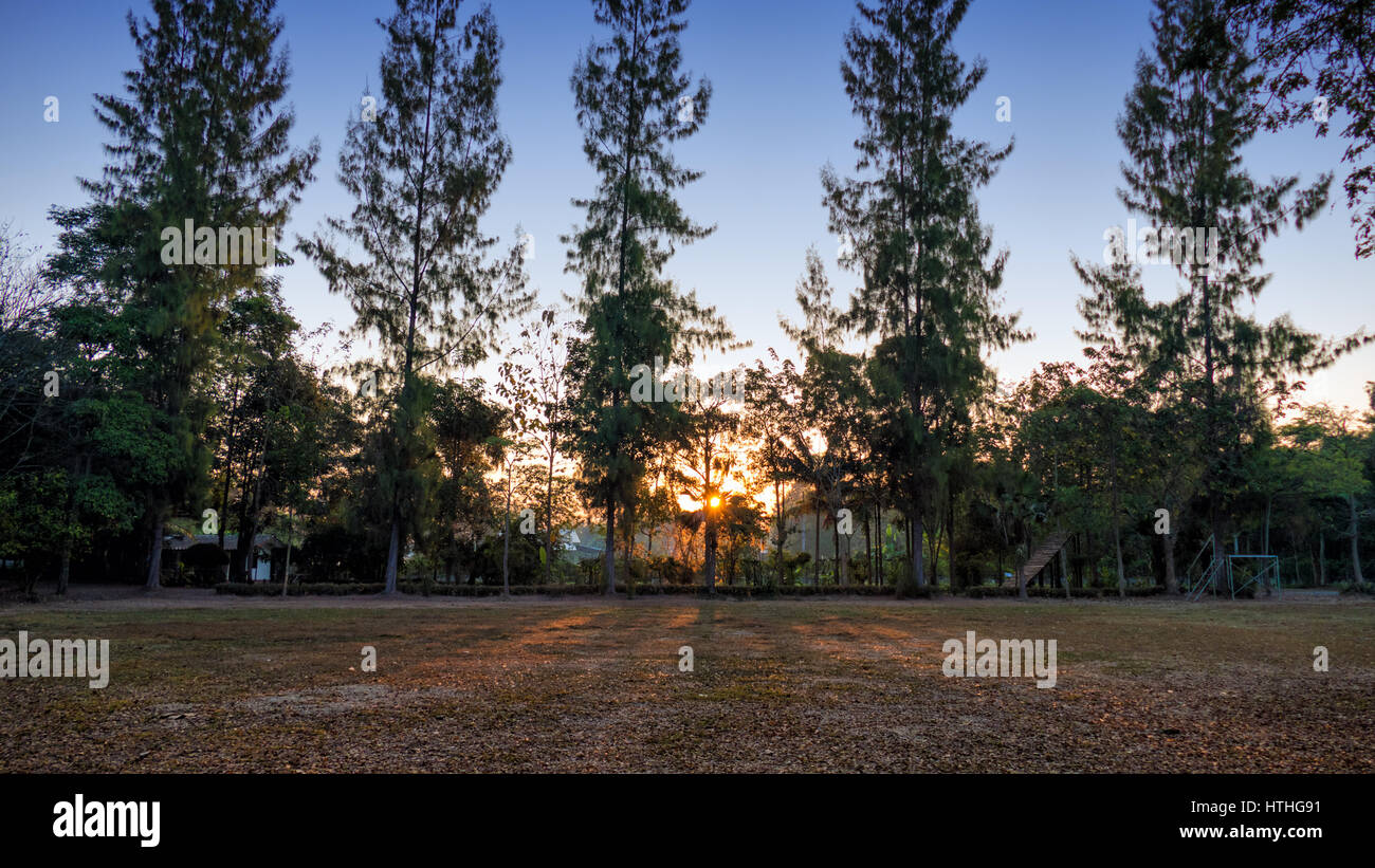 Summer landscape at sunrise. Several trees, pine trees growing in a ...