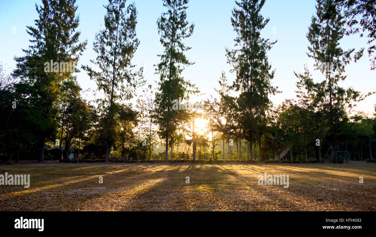 Summer landscape at sunrise. Several trees, pine trees growing in a ...