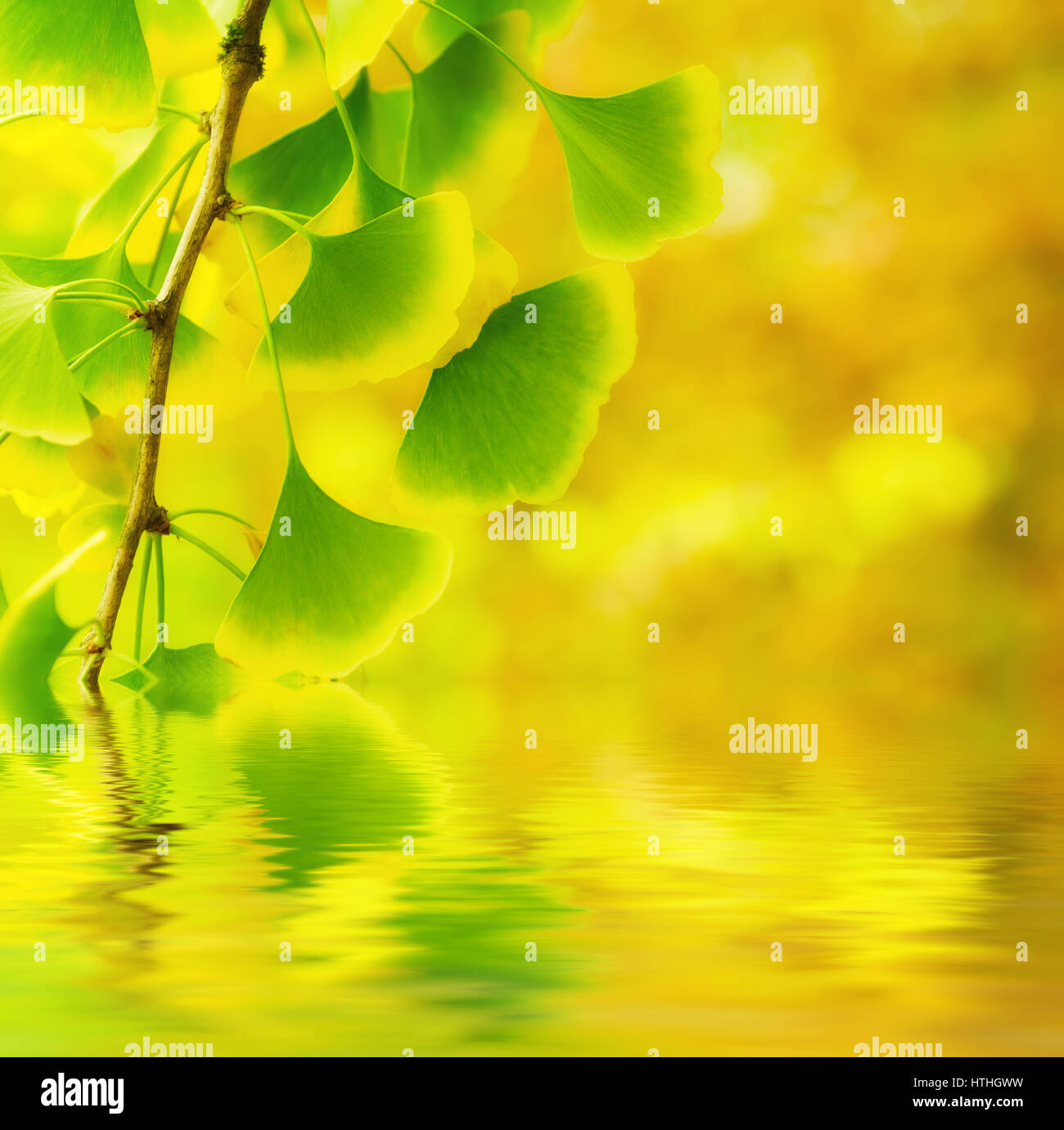 Old gingko biloba tree hi-res stock photography and images - Alamy