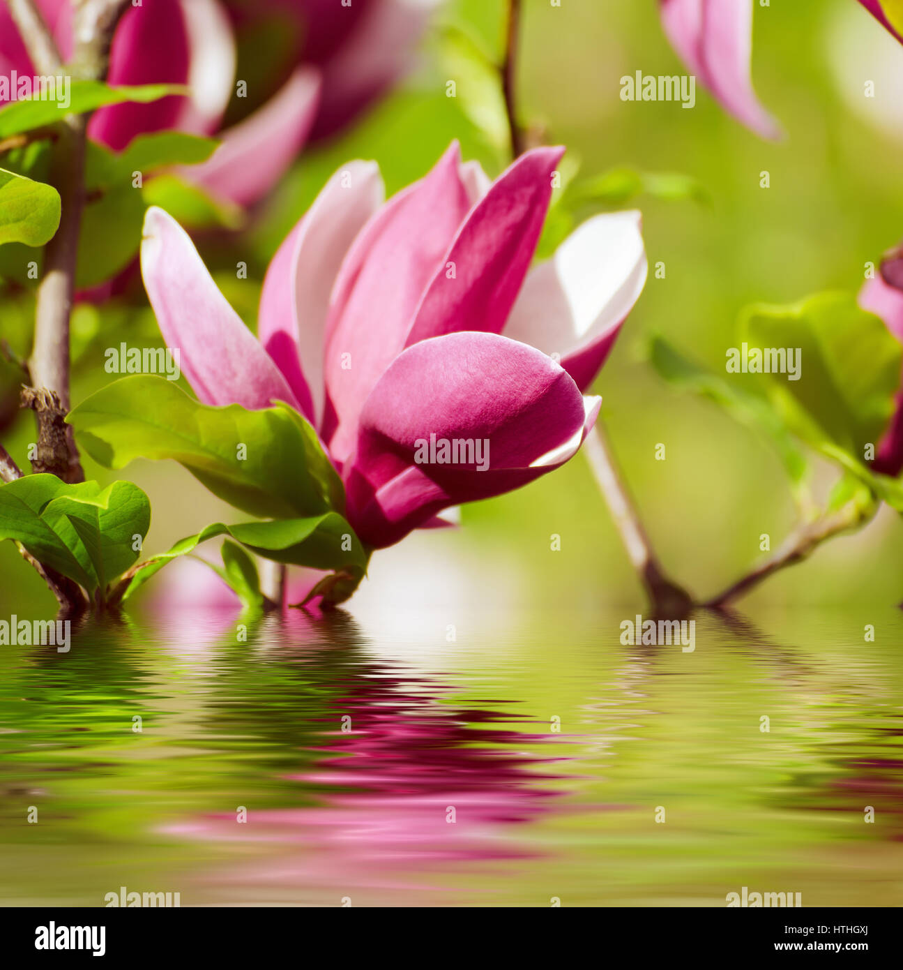 Magnolia spring flowers Stock Photo - Alamy