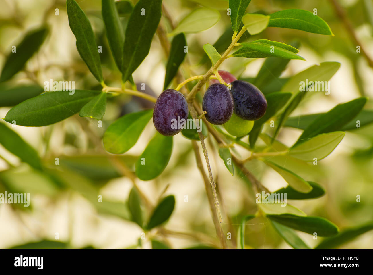 Olive tree with fruits Stock Photo - Alamy