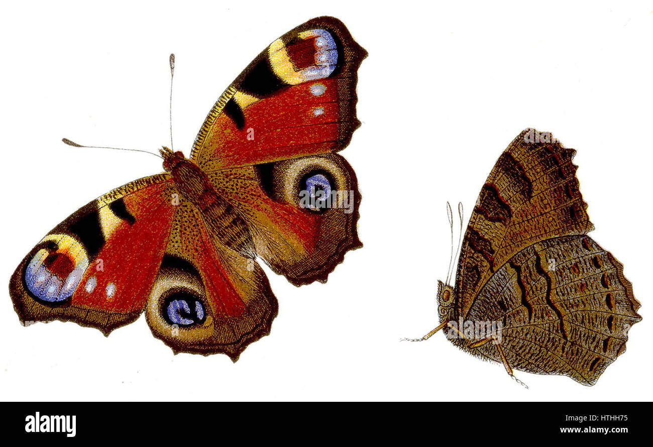 Inachis io - Tagpfauenauge Stock Photo - Alamy