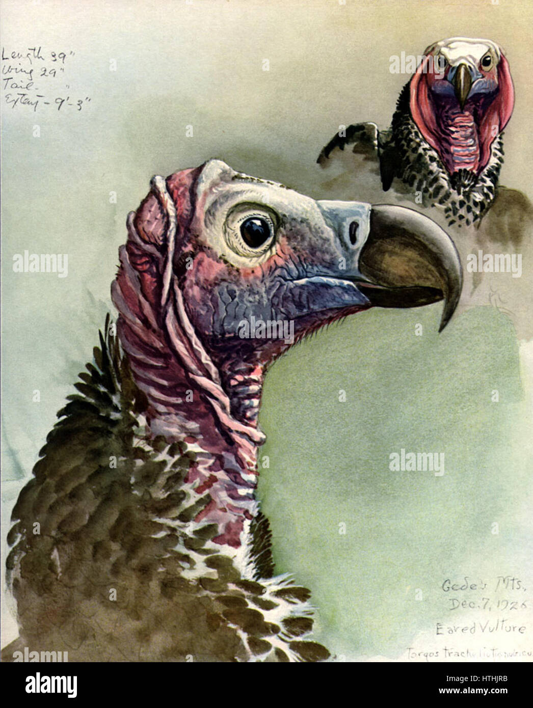 This image features the African white-backed vulture (Torgos ...