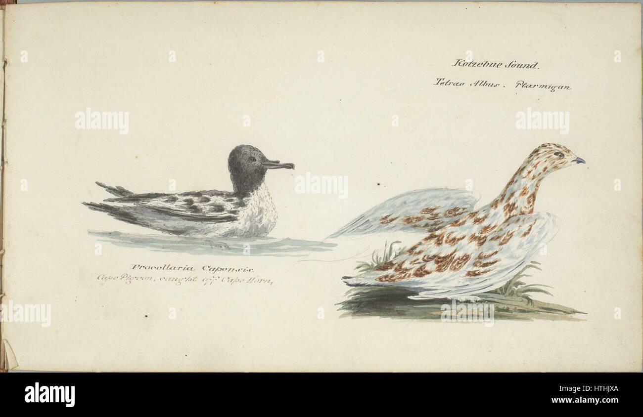 William Smyth cape pigeon Stock Photo - Alamy