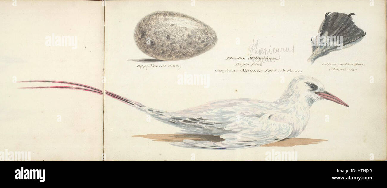 Tropicbird anatomy hi-res stock photography and images - Alamy