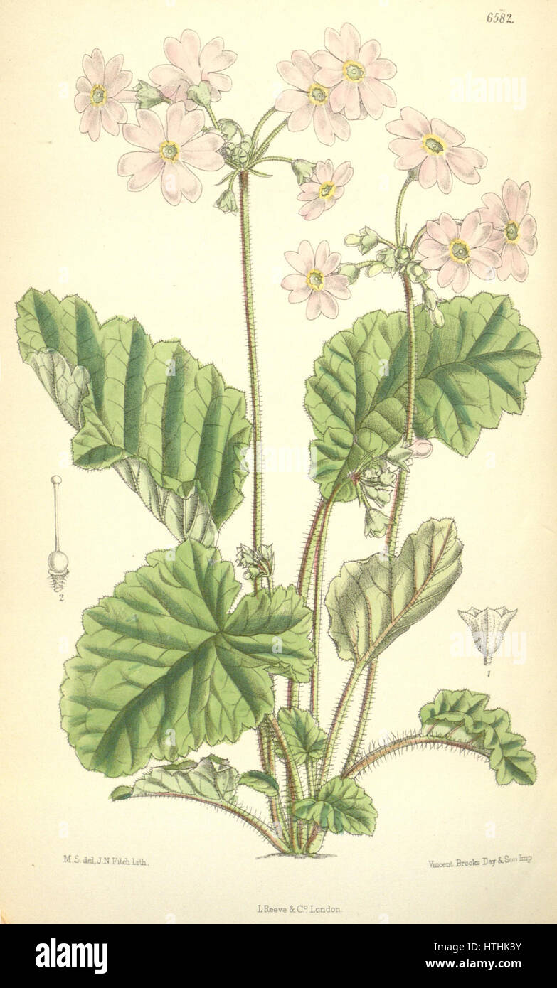 Primula obconica subsp. obconica Stock Photo - Alamy