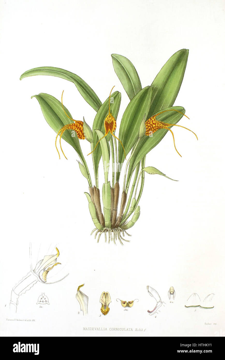 In this botanical painting, 'Masdevallia corniculata' by Woolward, the ...