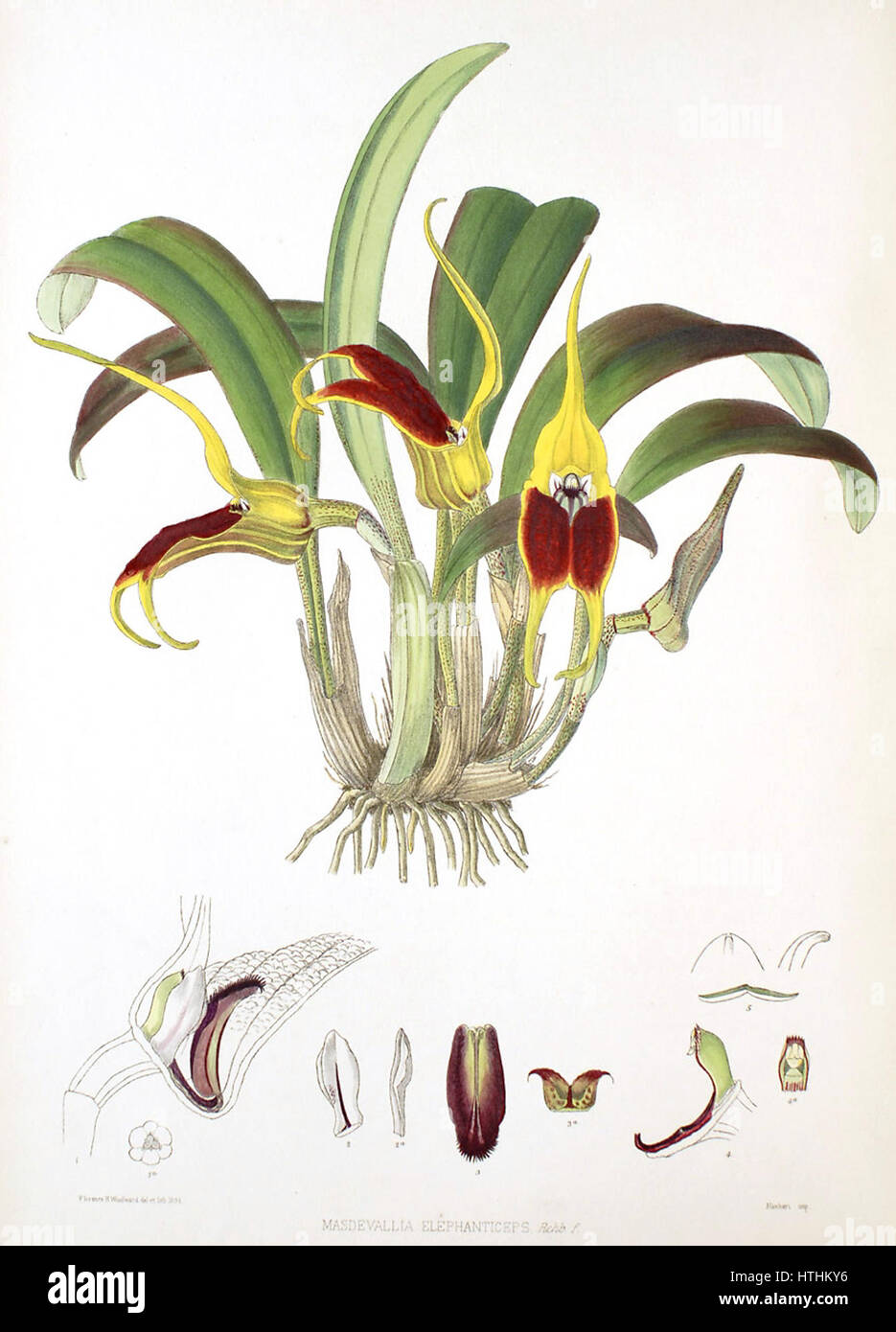 Woolward’s 'The Genus Masdevallia – Masdevallia elephanticeps ...