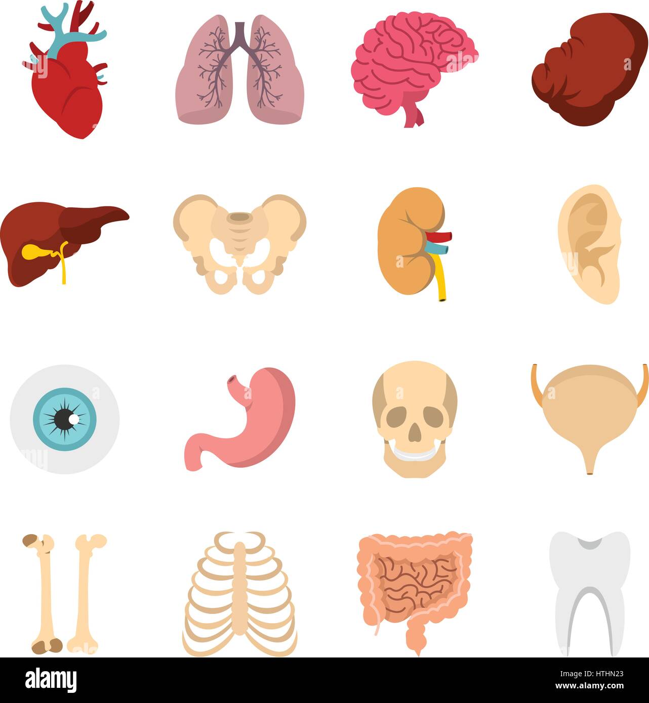 Human organs set icons in flat style isolated on white background Stock ...
