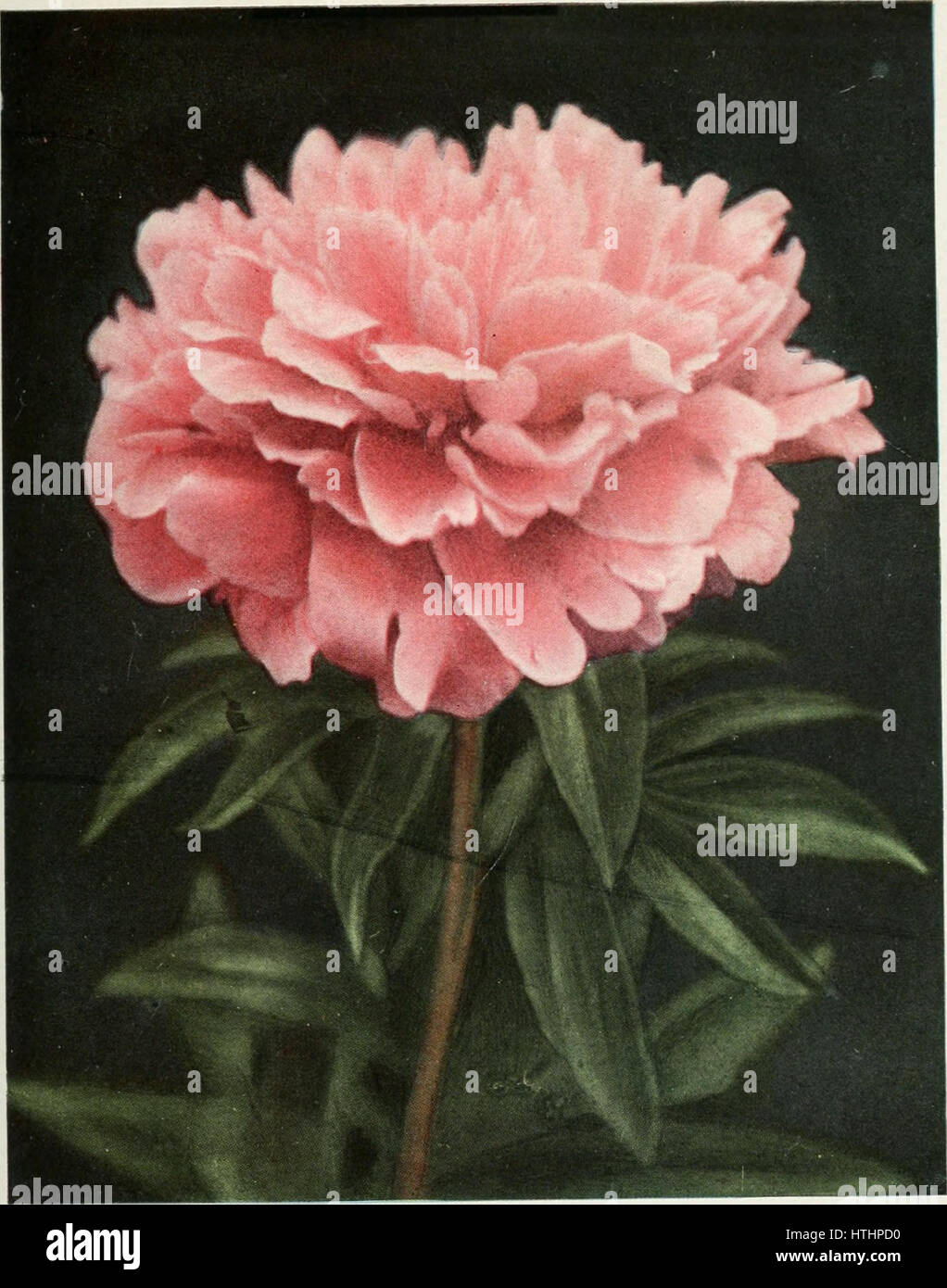 Peony vintage oil painting hi-res stock photography and images - Alamy