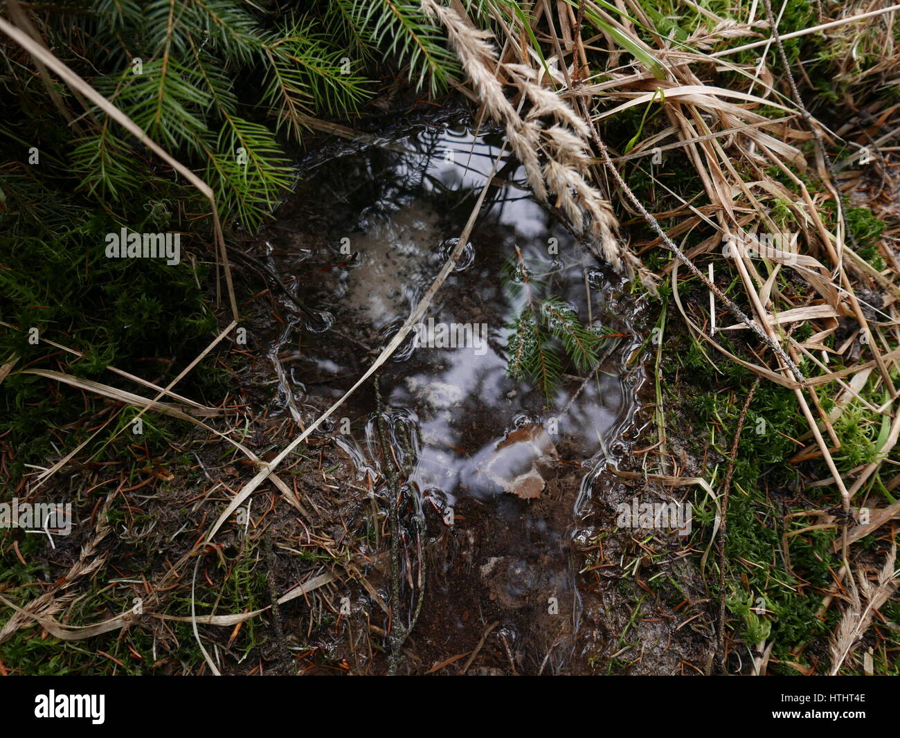 Little forest spring Stock Photo - Alamy
