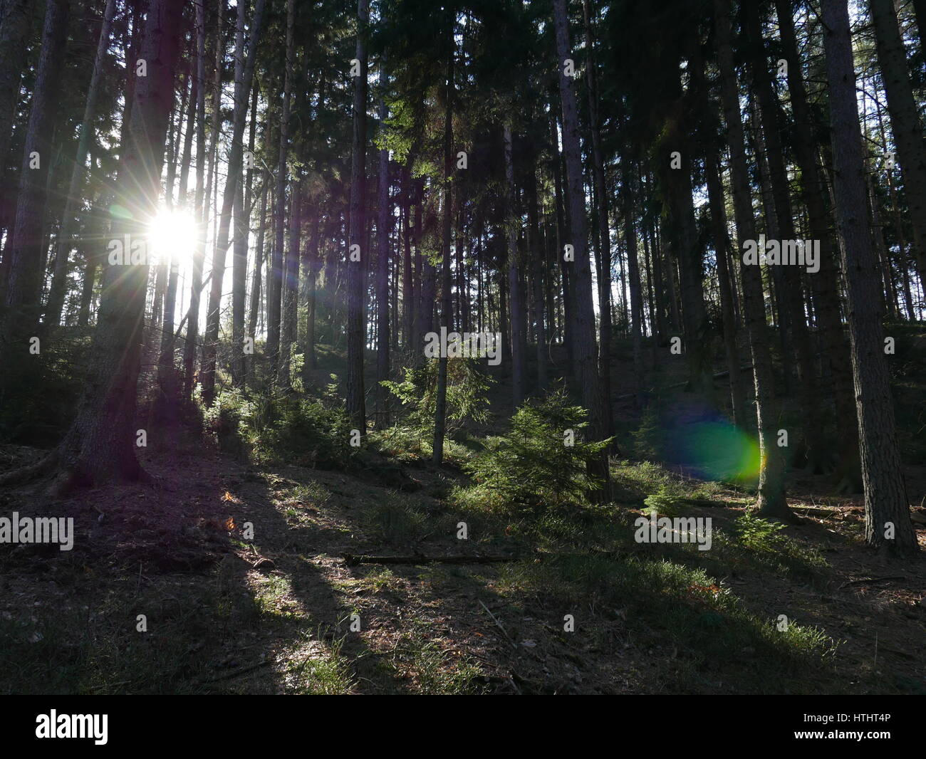 Forest at end of winter hi-res stock photography and images - Alamy