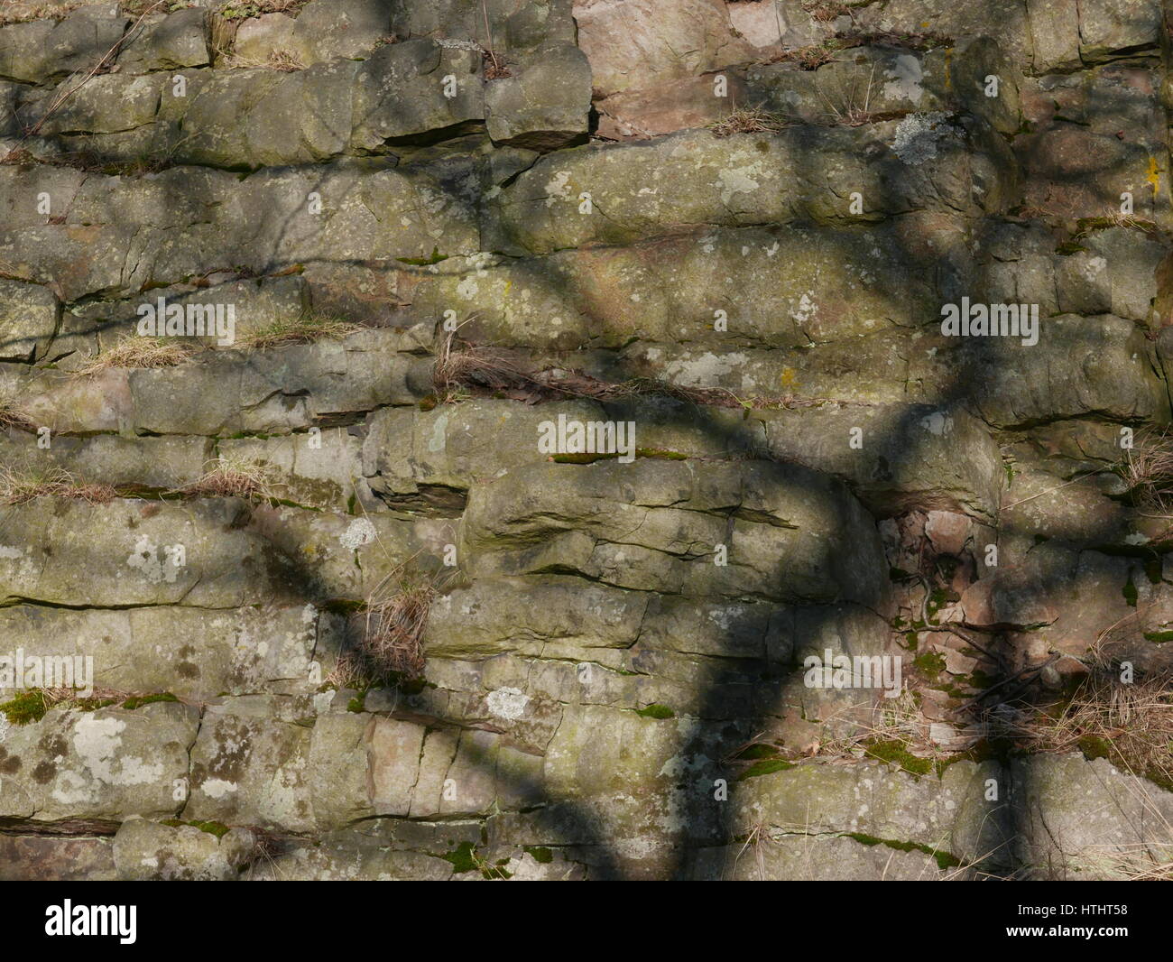 Shades of branches on forest rock Stock Photo - Alamy