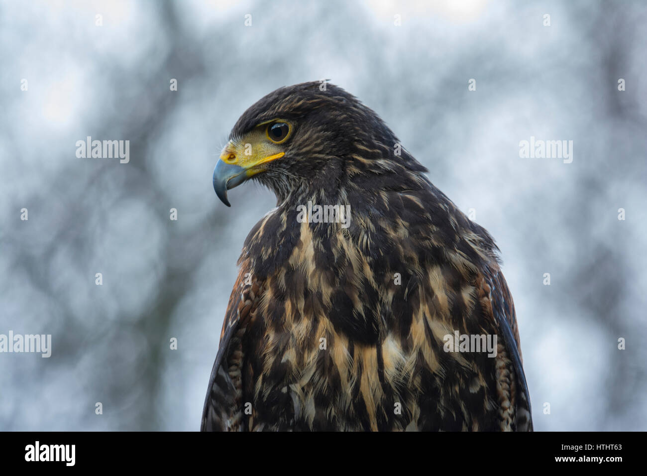 Juvenile harris hawk hi-res stock photography and images - Alamy