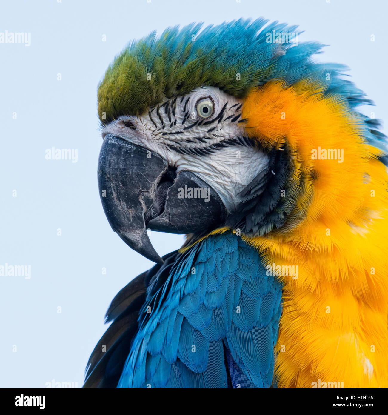 Blue and gold macaw hi-res stock photography and images - Alamy