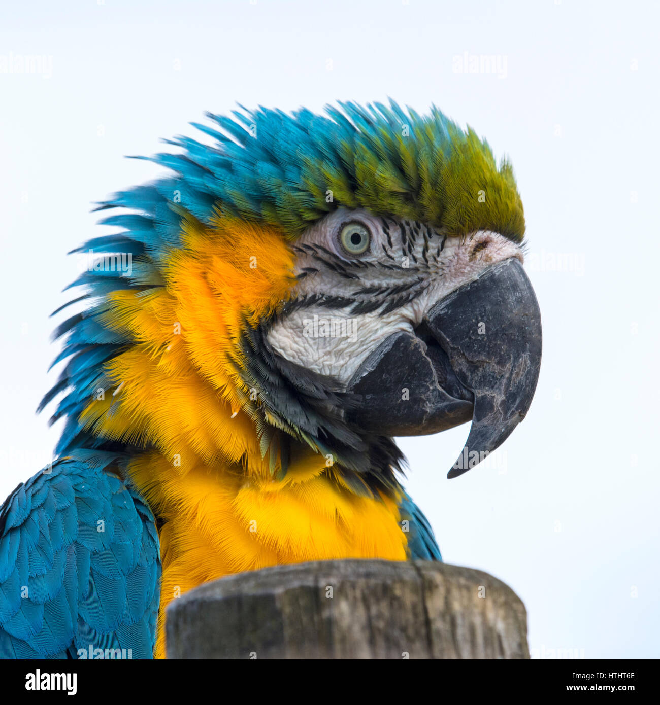 Blue and gold macaw hi-res stock photography and images - Alamy
