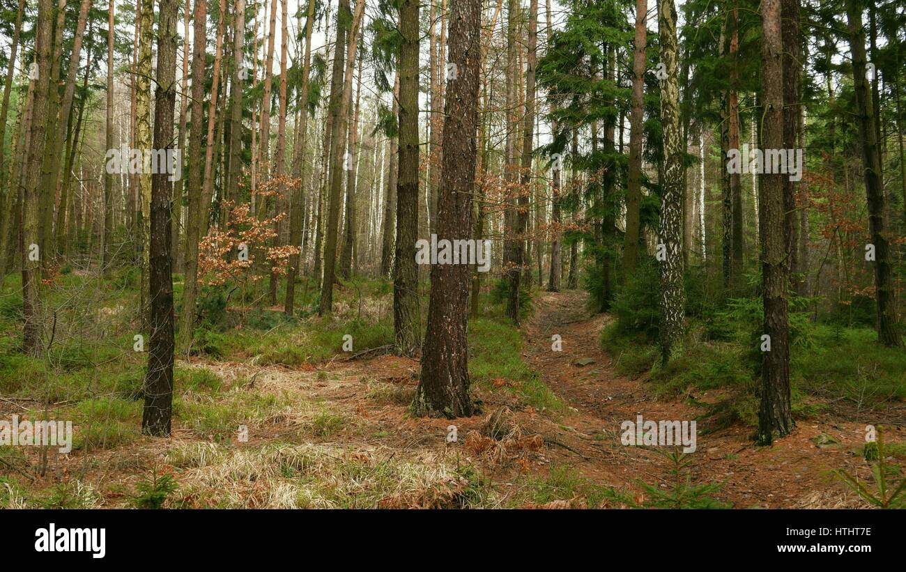 Forest at end of winter hi-res stock photography and images - Alamy