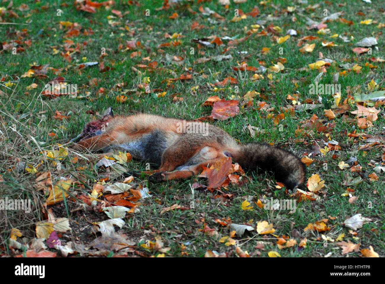 London, UK, 27/10/2016 Urban fox roadkill by car at side of common ...