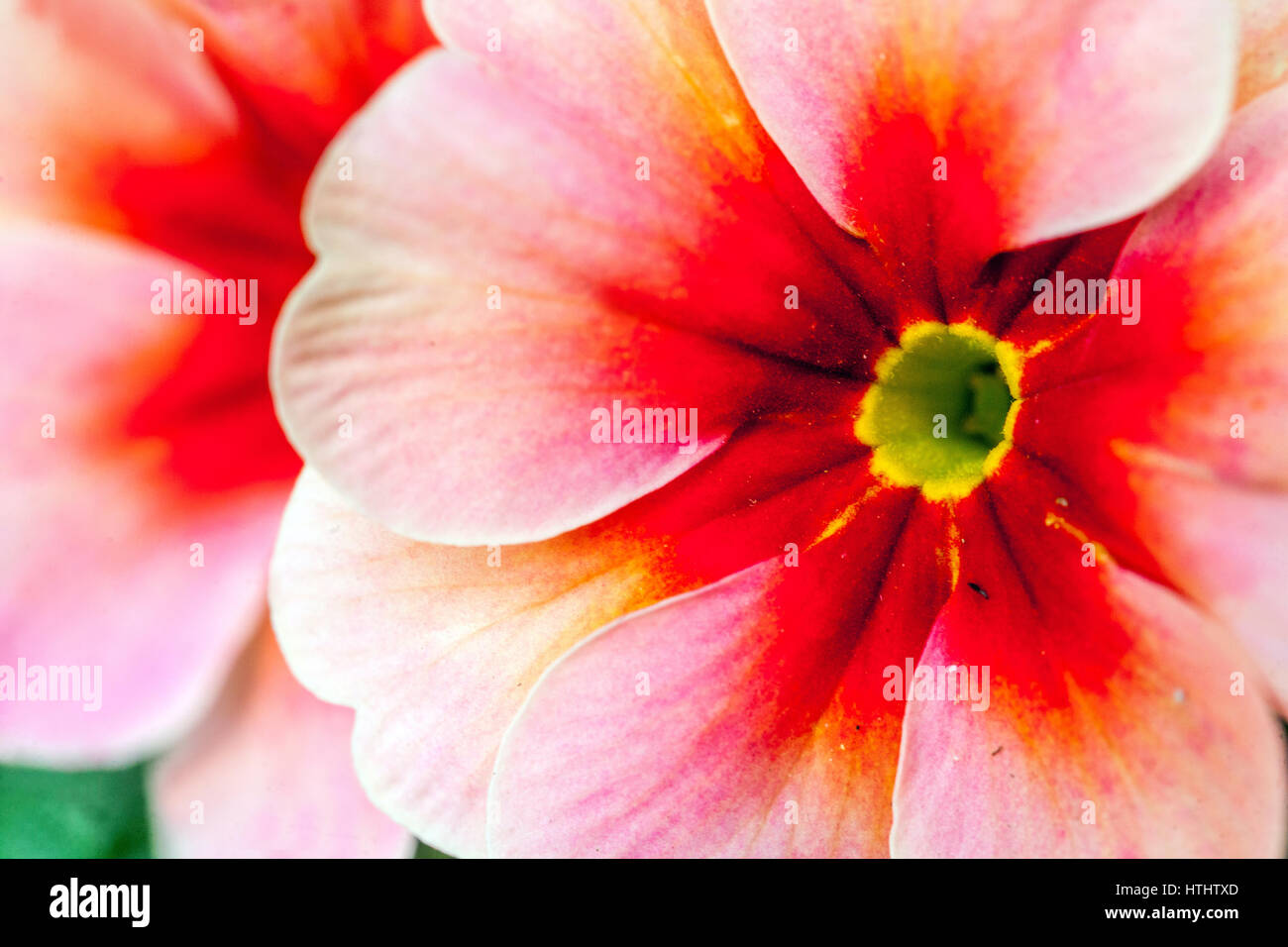 Primrose, Primula acaulis, Primroses, Polyanthus Stock Photo - Alamy