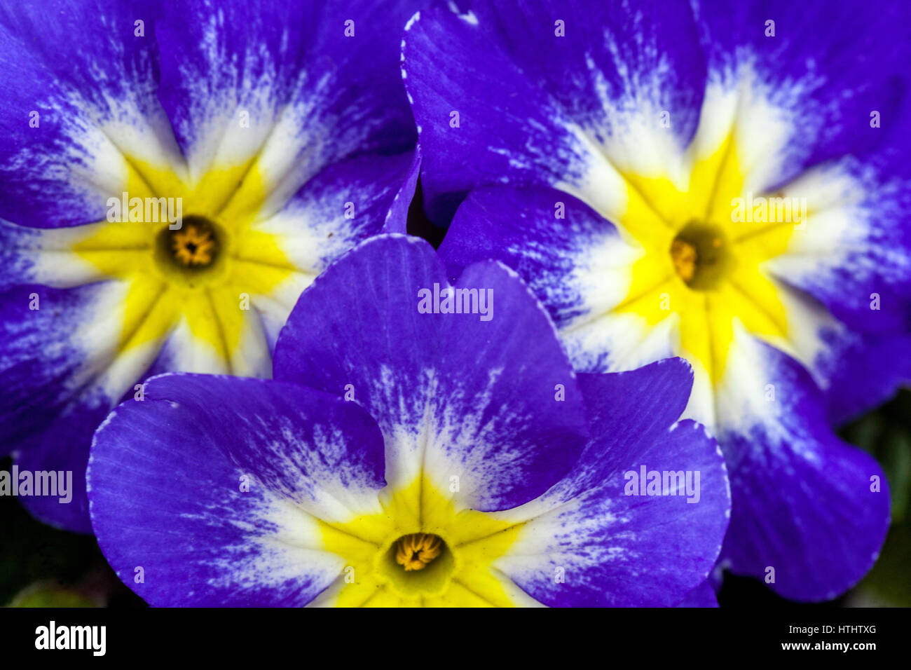 Blue Primrose, Primula acaulis, Primroses Blue Polyanthus flower Stock ...