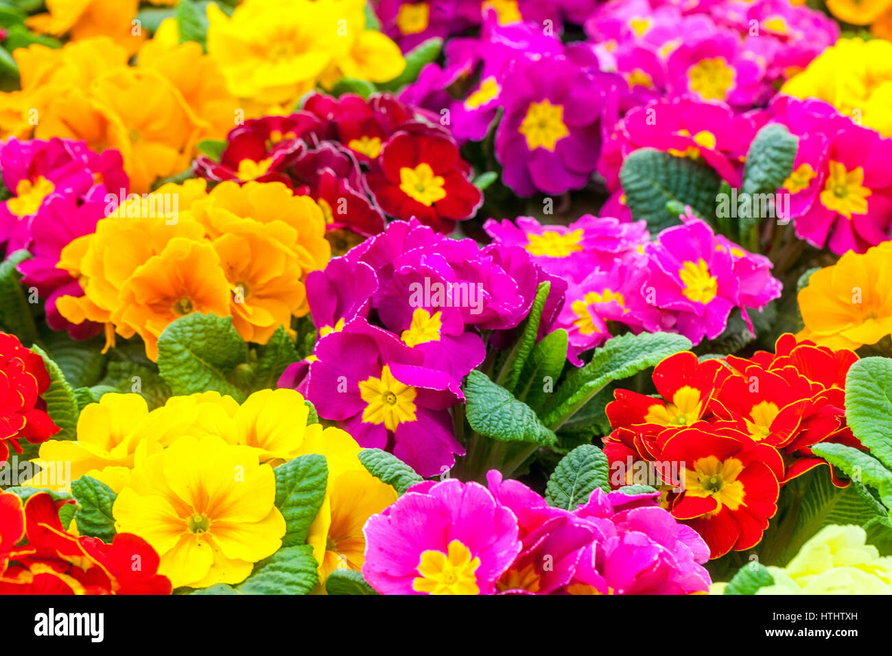 Primrose, Primula acaulis, Primroses, Garden Polyanthus Stock Photo - Alamy