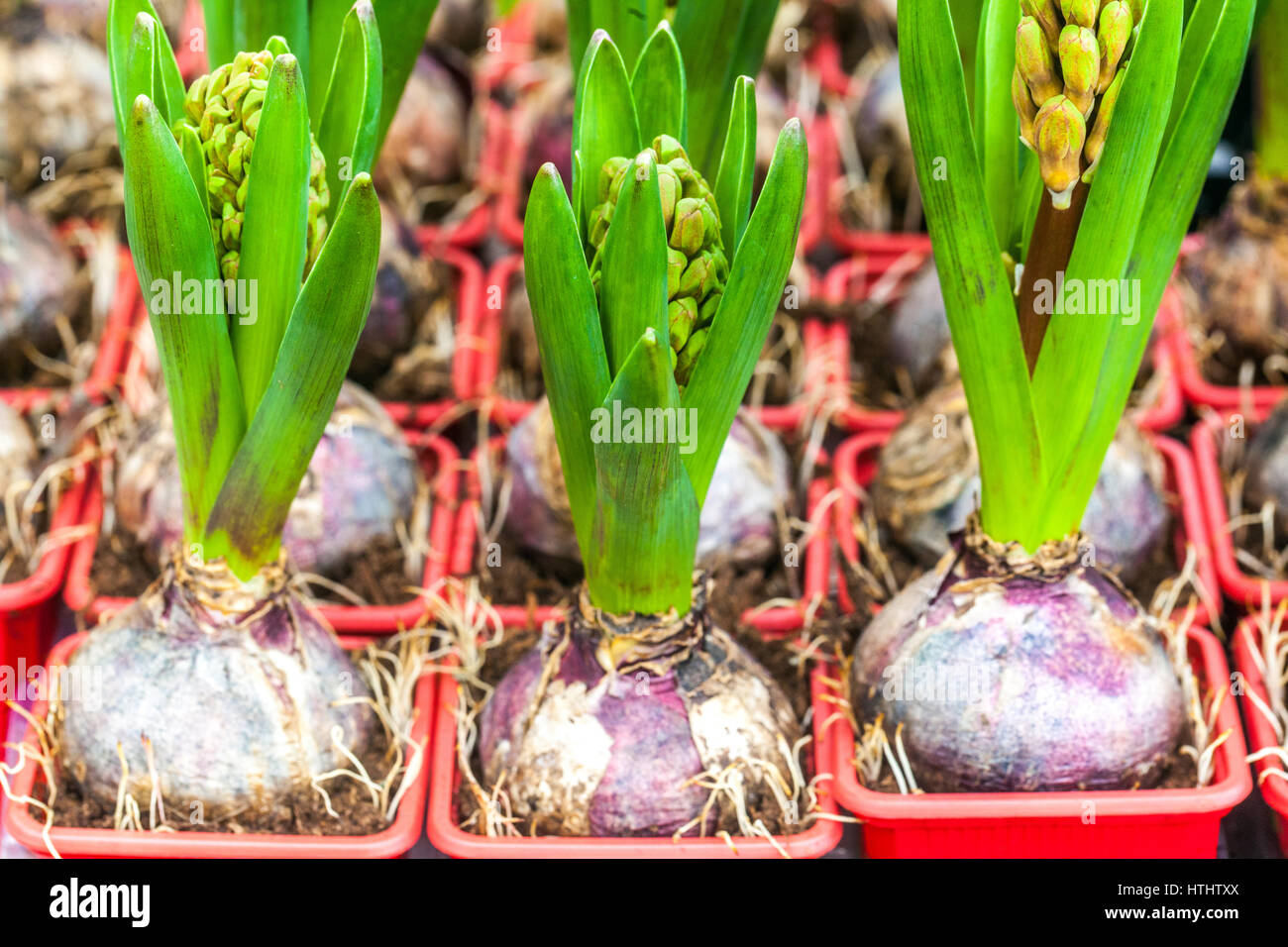 Hyacinth bulbs pots planting hi-res stock photography and images - Alamy