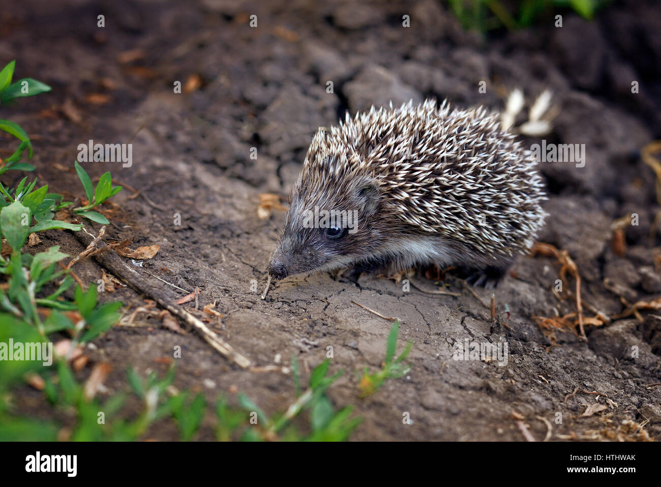 Little hedgehog hi-res stock photography and images - Alamy