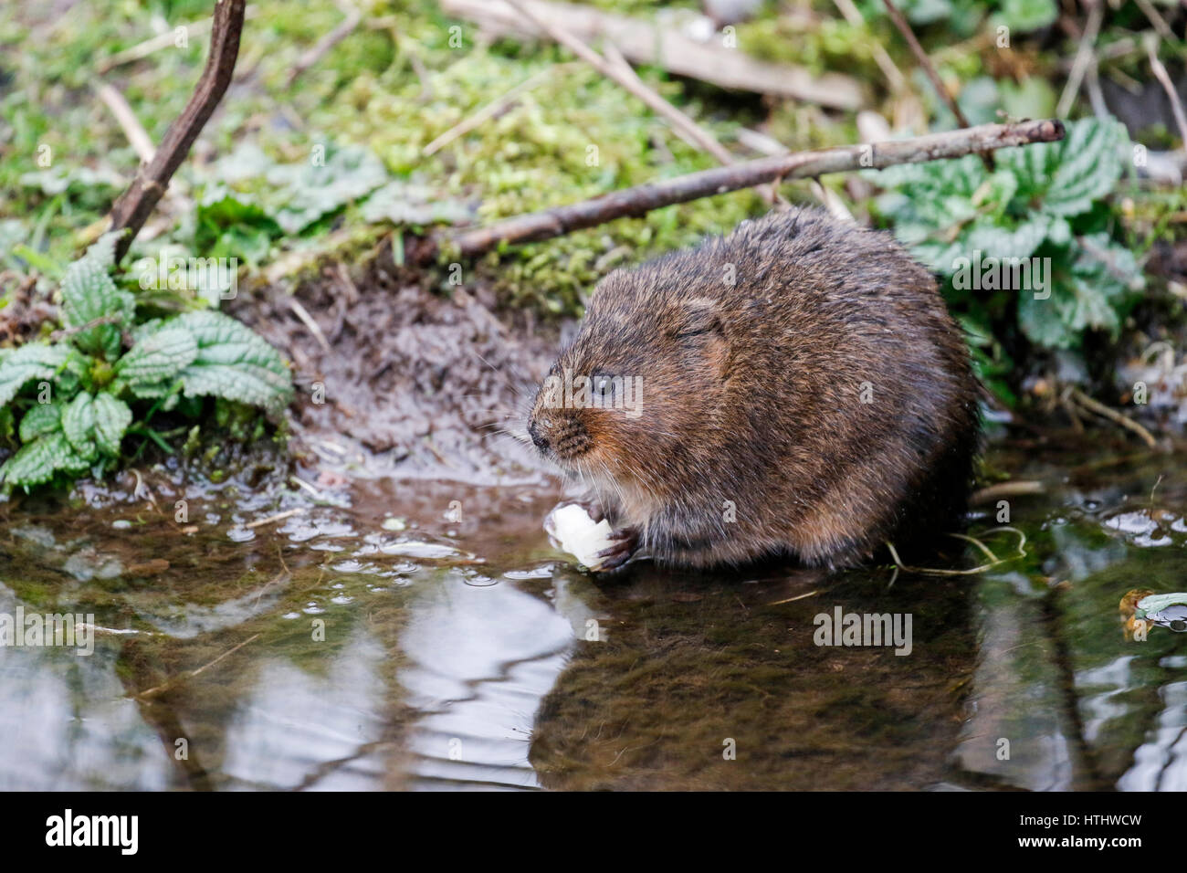 Water Vole (Avicola amphibious Stock Photo - Alamy