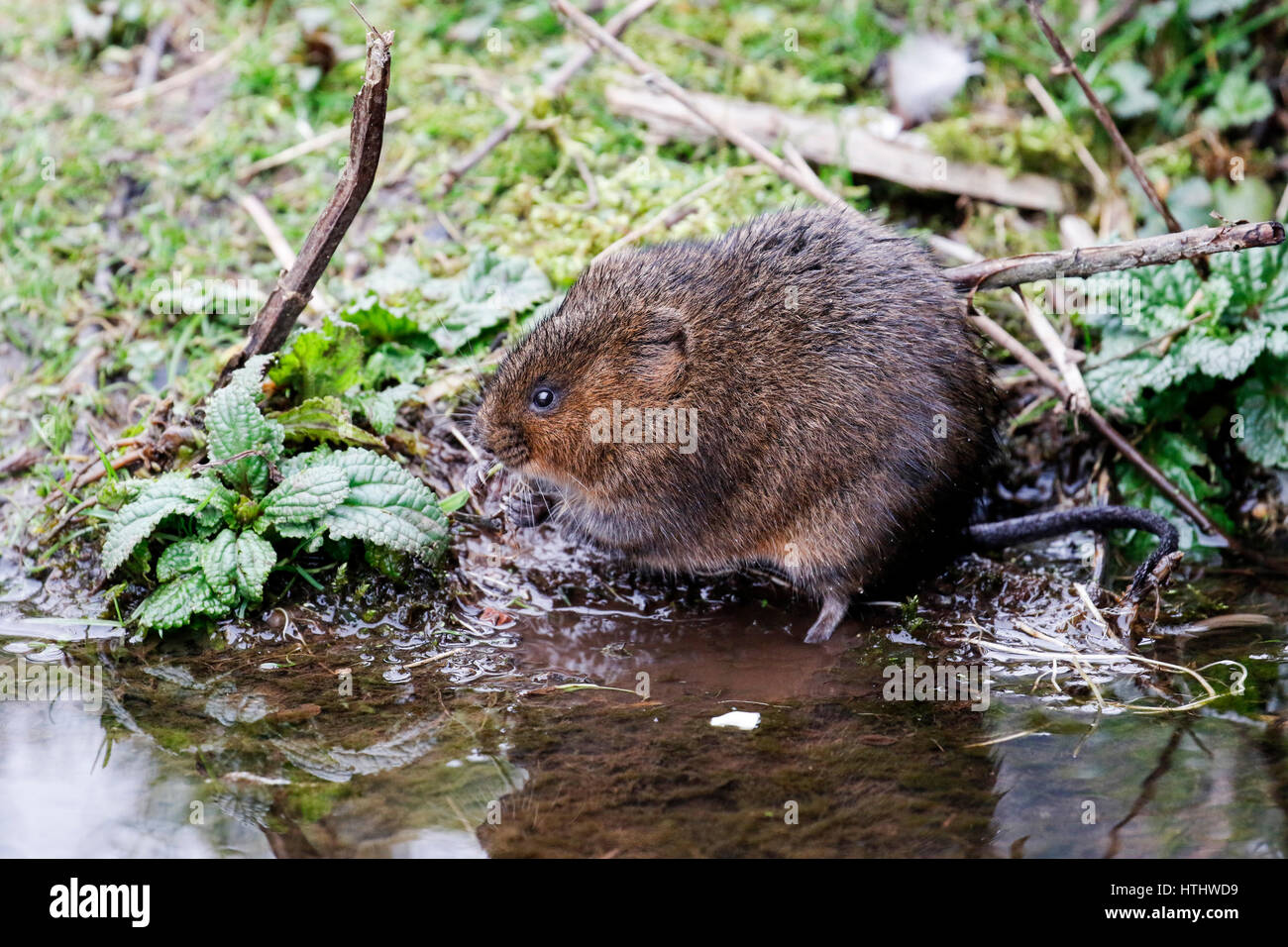 Amphibious nature hi-res stock photography and images - Alamy