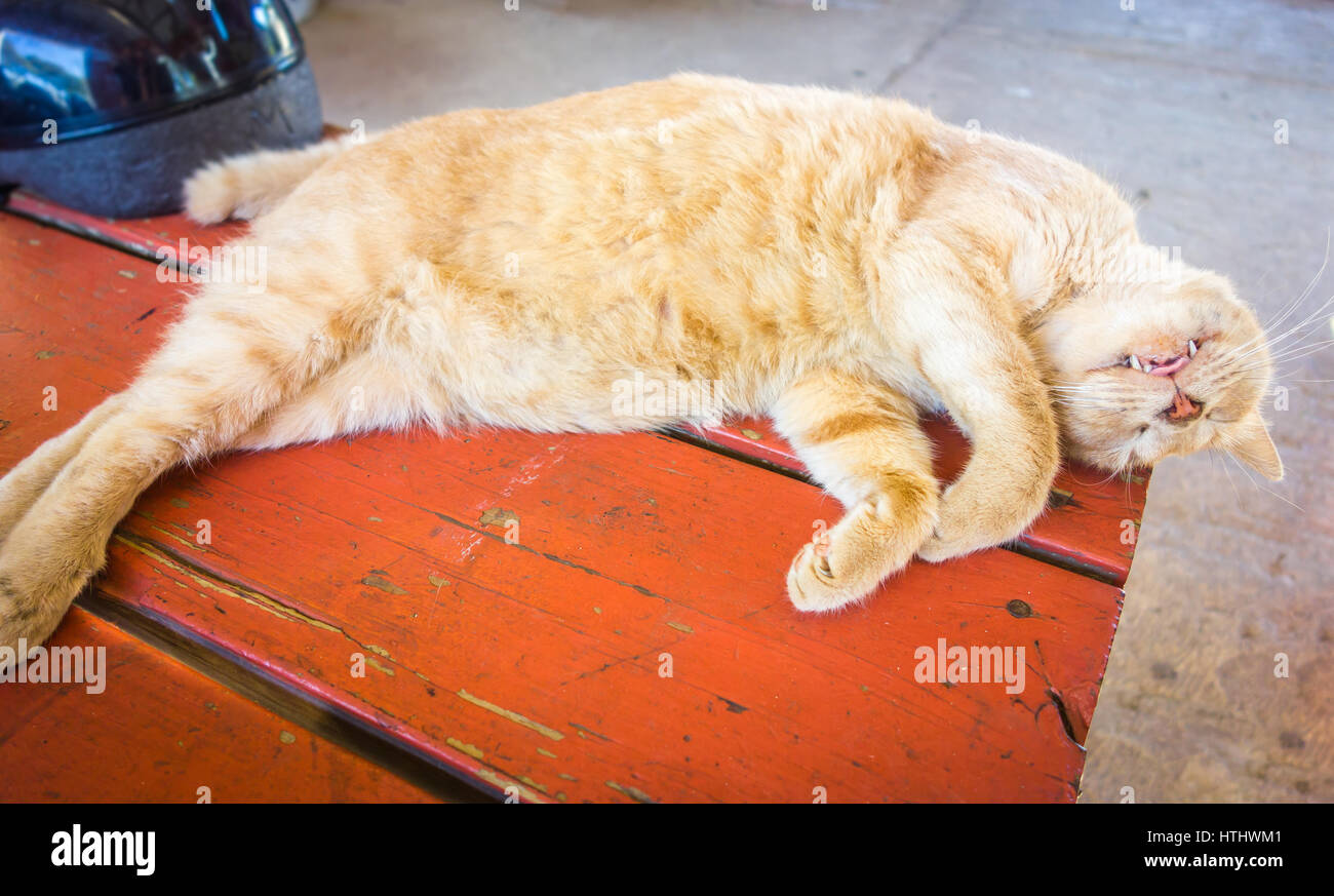 Fainted Cat Passed Out Cat Hi Res Stock Photography And Images Alamy