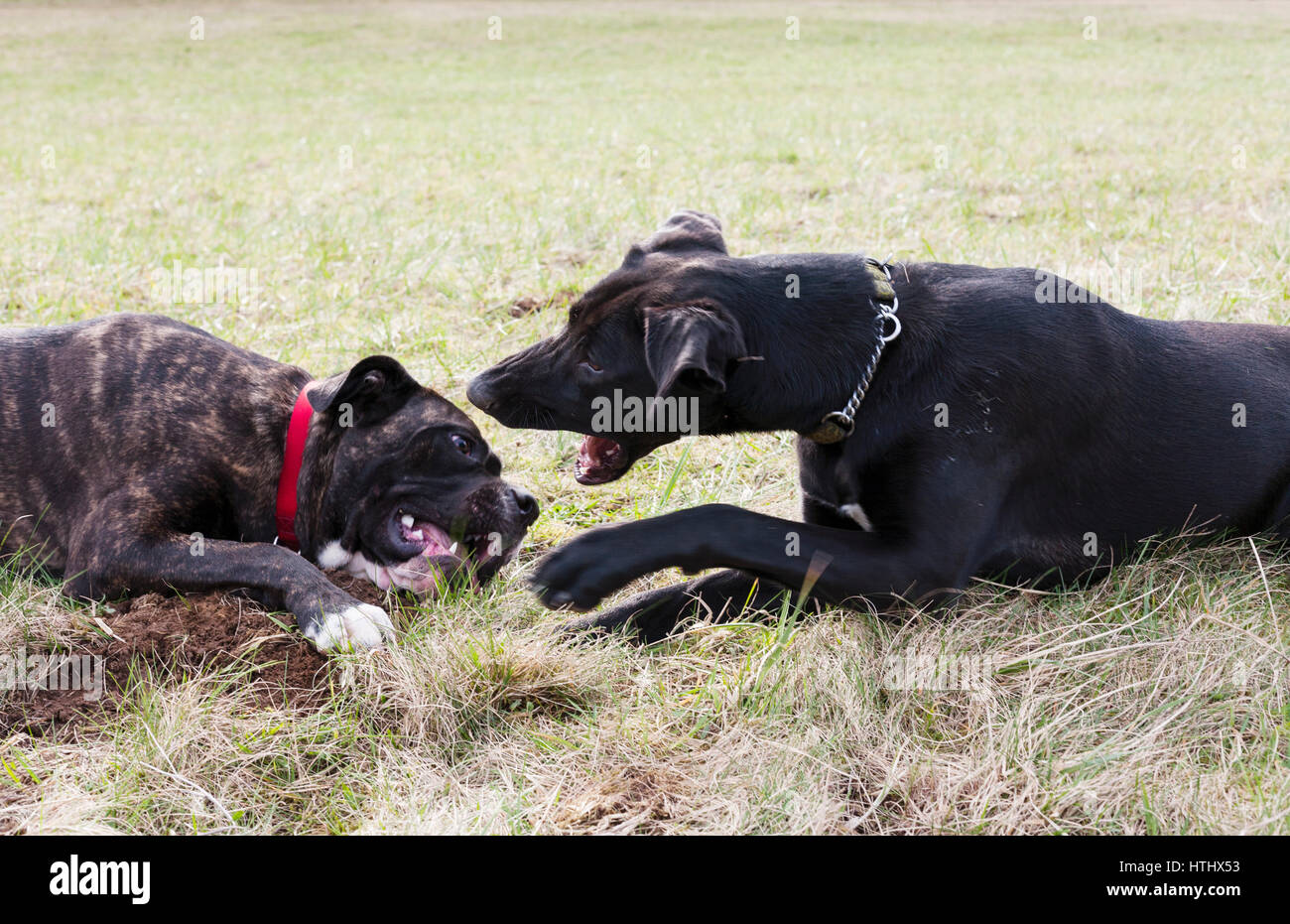 Playing behavior hi-res stock photography and images - Alamy