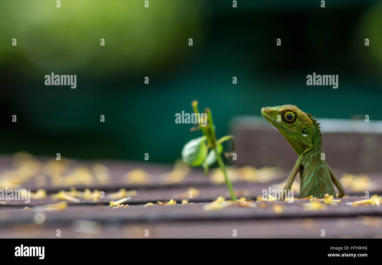 Bright green lizard pooping his head up through the decking of walk way ...