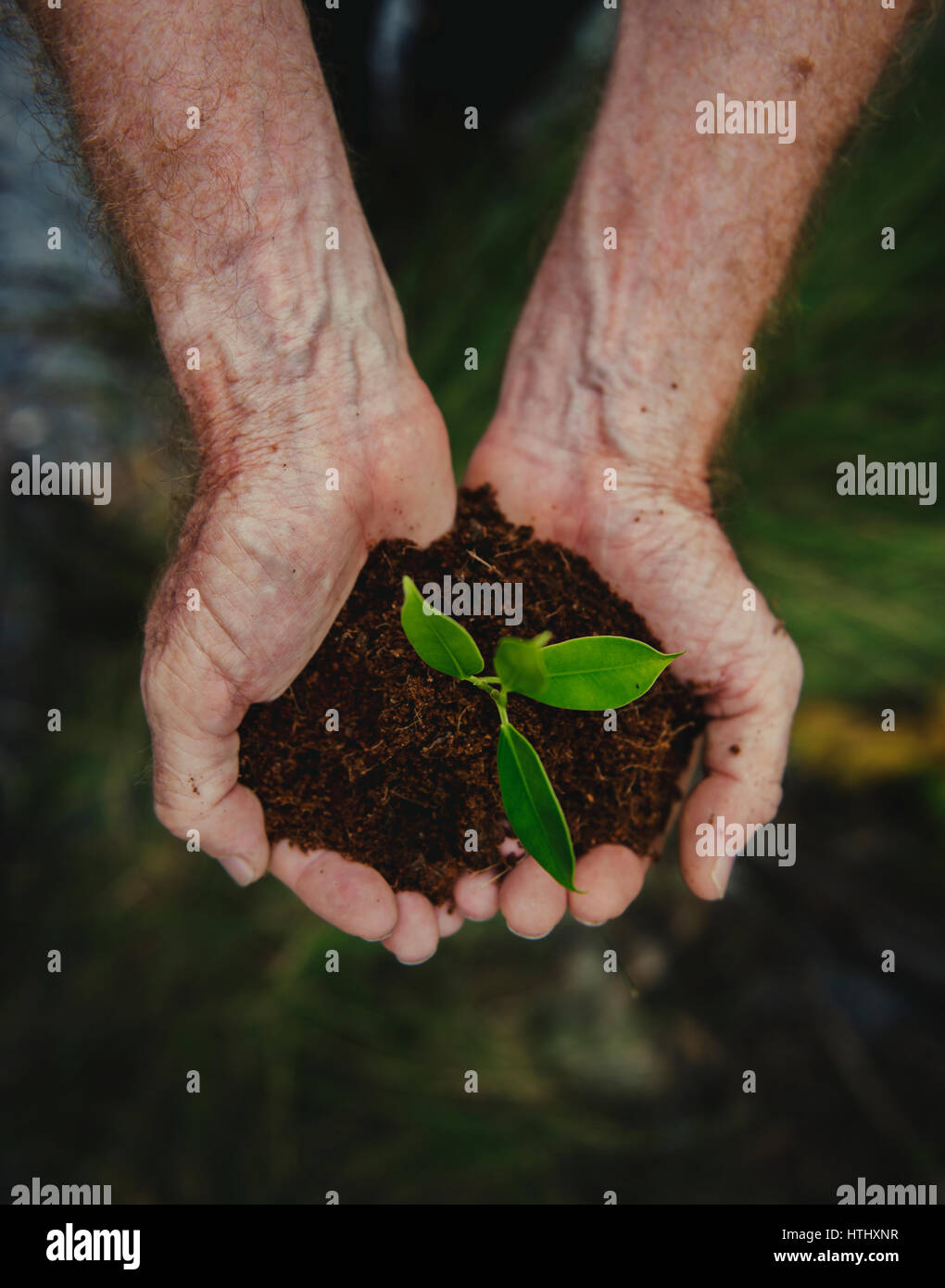 Environmental Conservation Plant Sustainability Stock Photo - Alamy