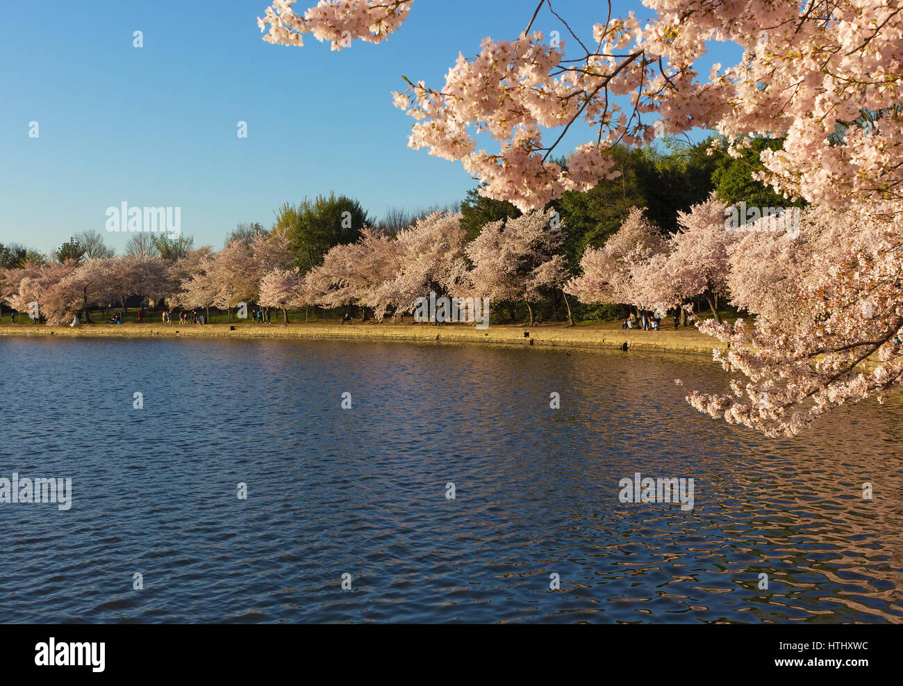 Cherry trees blossom around Tidal Basin in Washington DC, USA. Vibrant ...