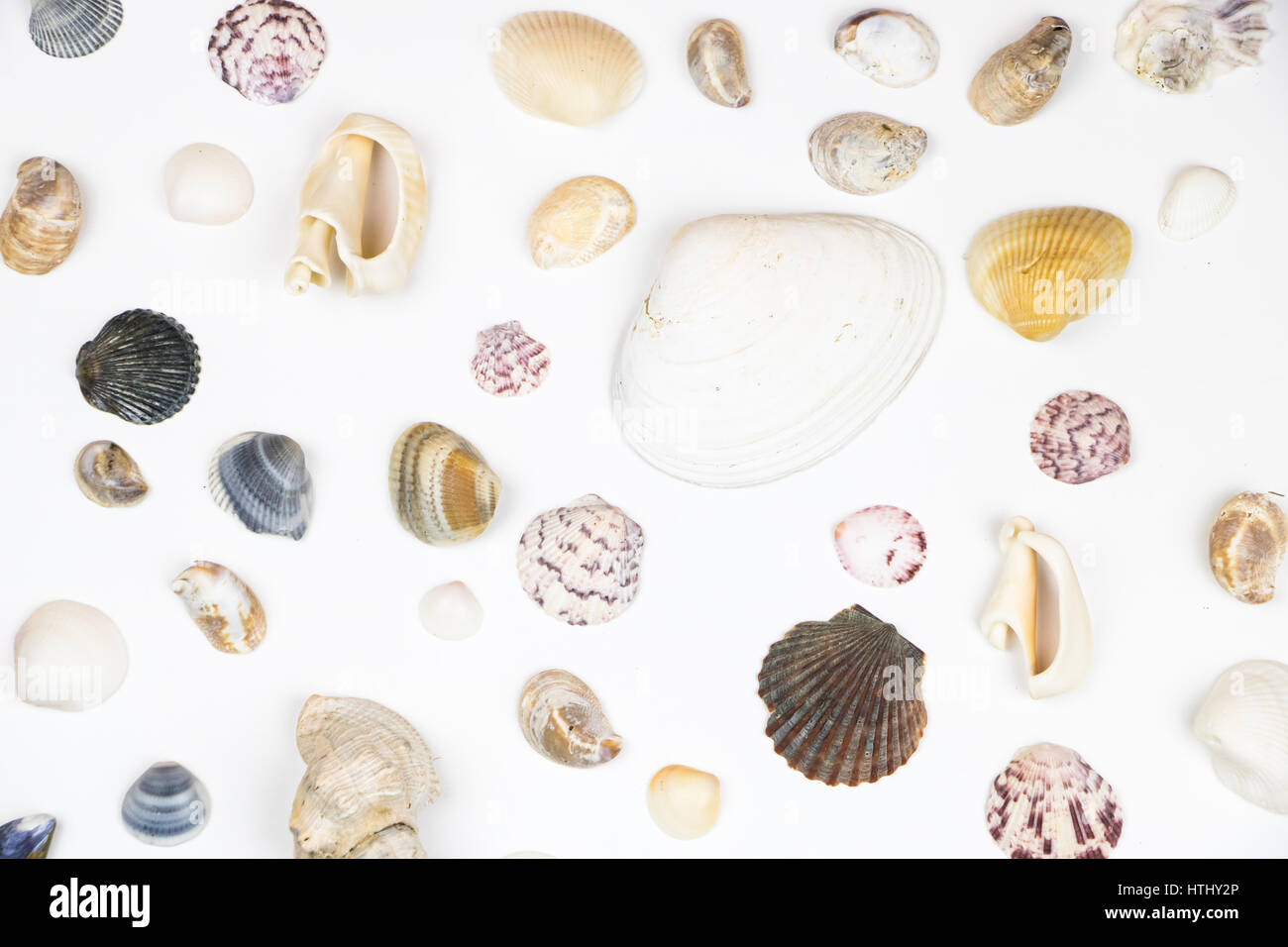 Various Seashells Isolated on White Stock Photo - Alamy